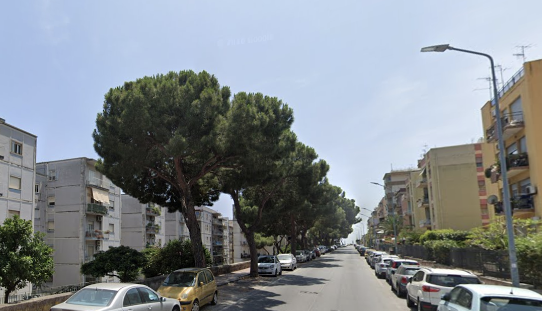 Giù le mani dagli alberi di Panoramica e Circonvallazione, dicono otto ...